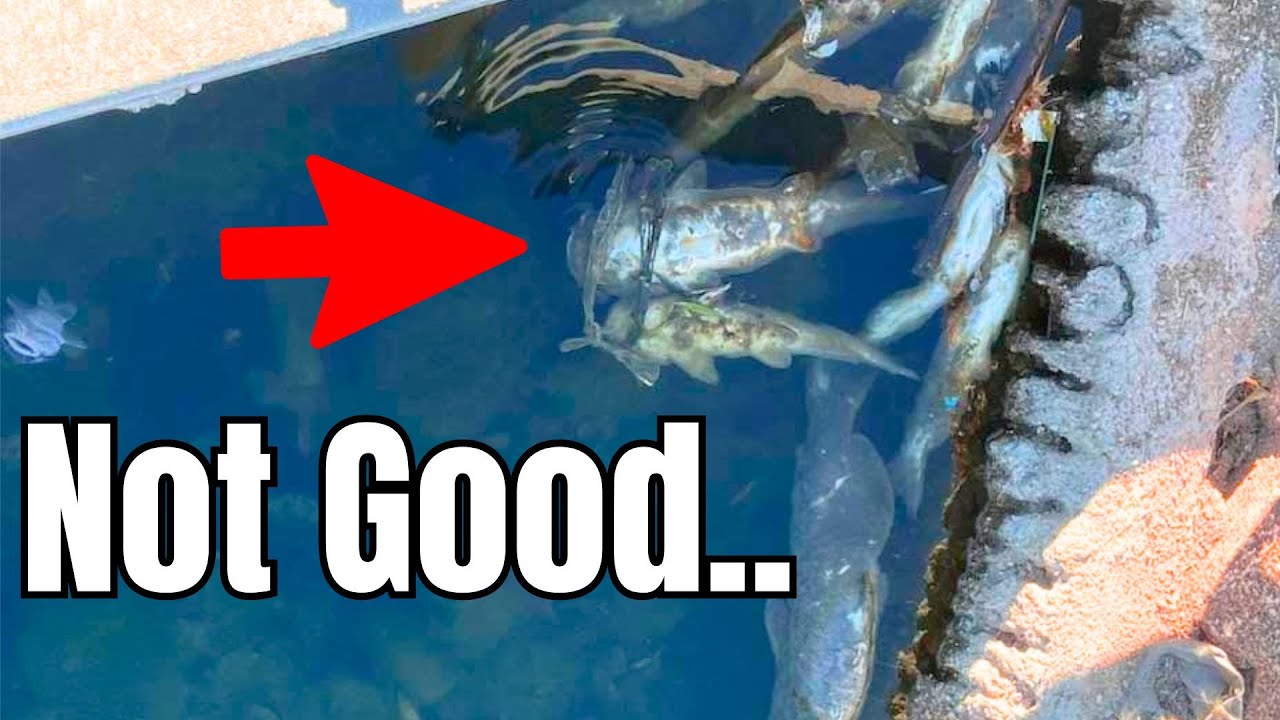 Did This Fish Kill Destroy My Favorite Pond!? (Wild) - YouTube