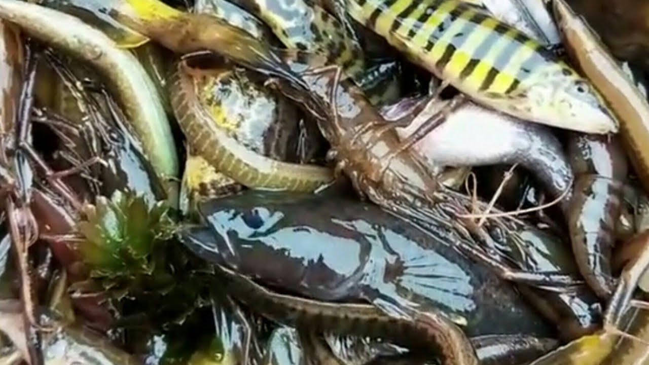 fishing video village life | underwater fish | Freshwater aquarium 4k ...
