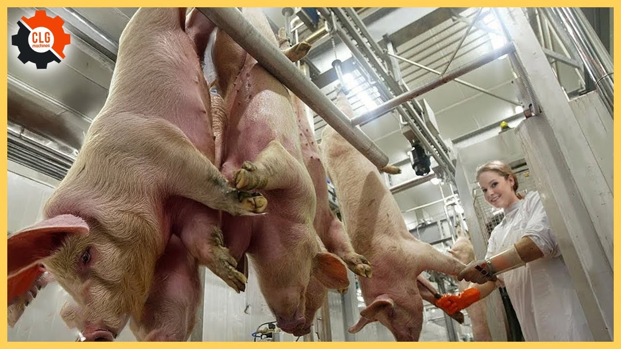 Pig Raising & Transport Method - Pork Slaughter & Cutting Line ...