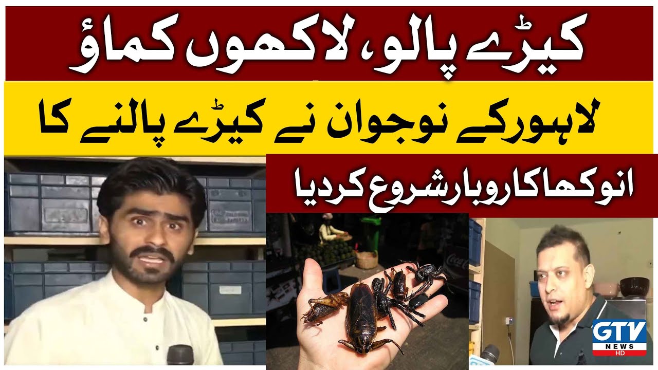 Insects Business In Pakistan | Millions of Rupees Earned by Rearing ...