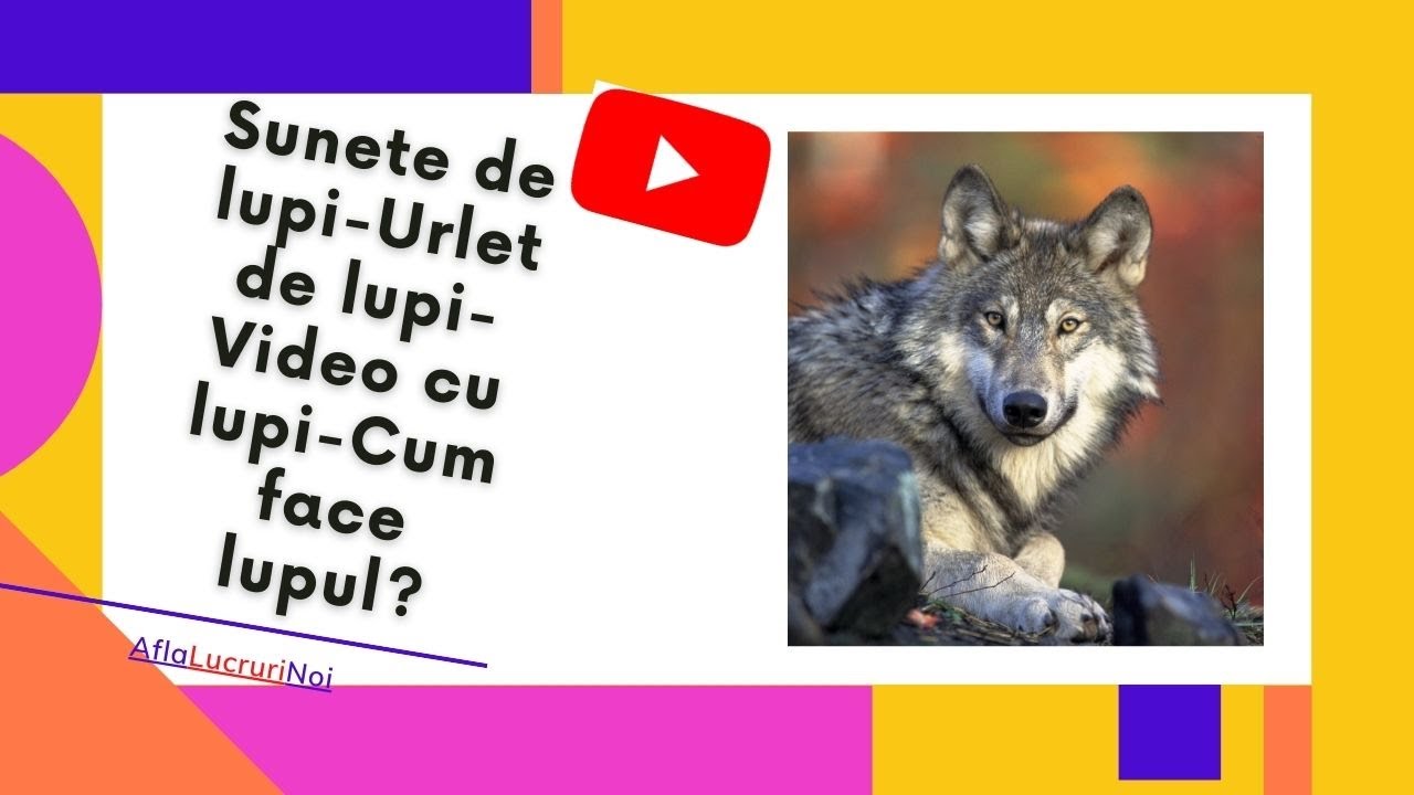 Sunete de lupi - Urlet de lupi - Video cu lupi - Cum face lupul - YouTube