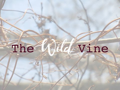 The Wild Vine - YouTube