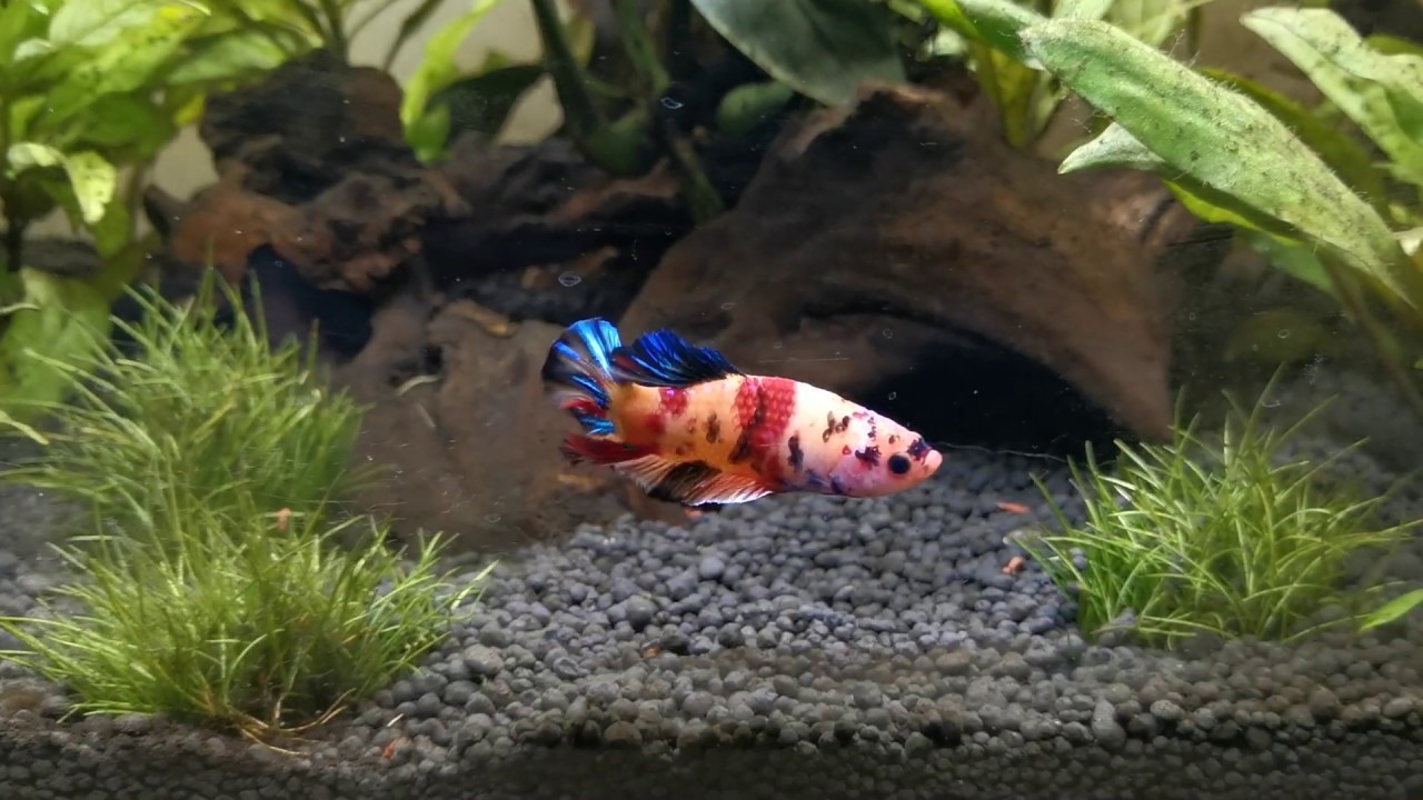 Betta Splendens Candy - YouTube