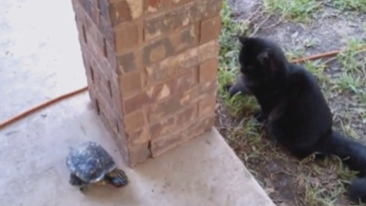 Turtle and the Cat - YouTube
