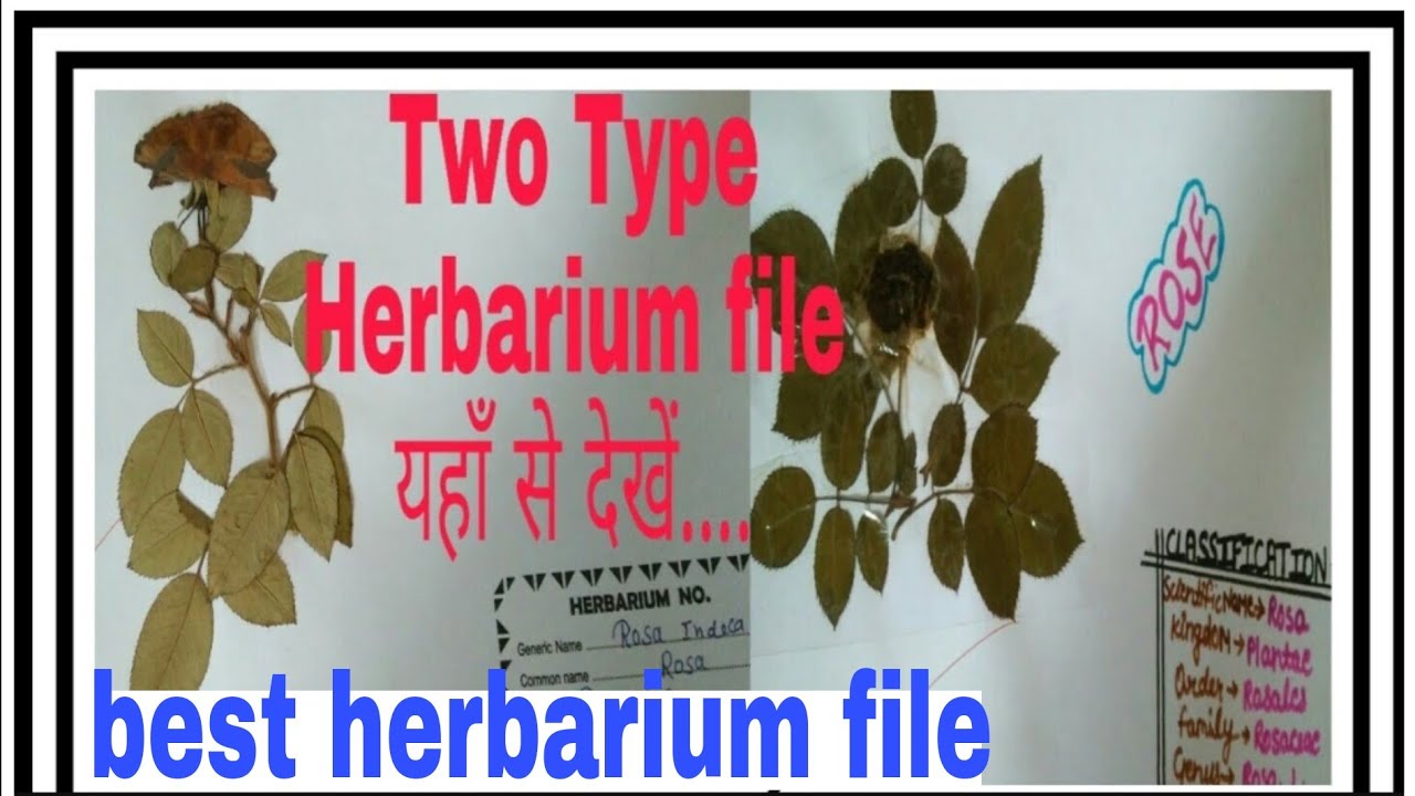 Herbarium file class 12, herbarium file kaise banaye,complete herbarium ...