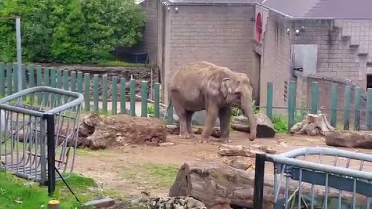Rezone IRL - Day at the ZOO - YouTube