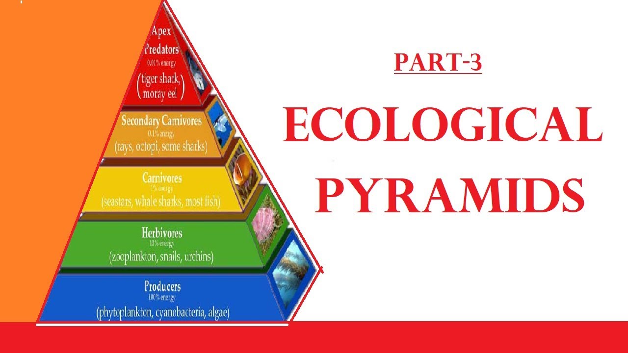 Ecological Pyramids - YouTube