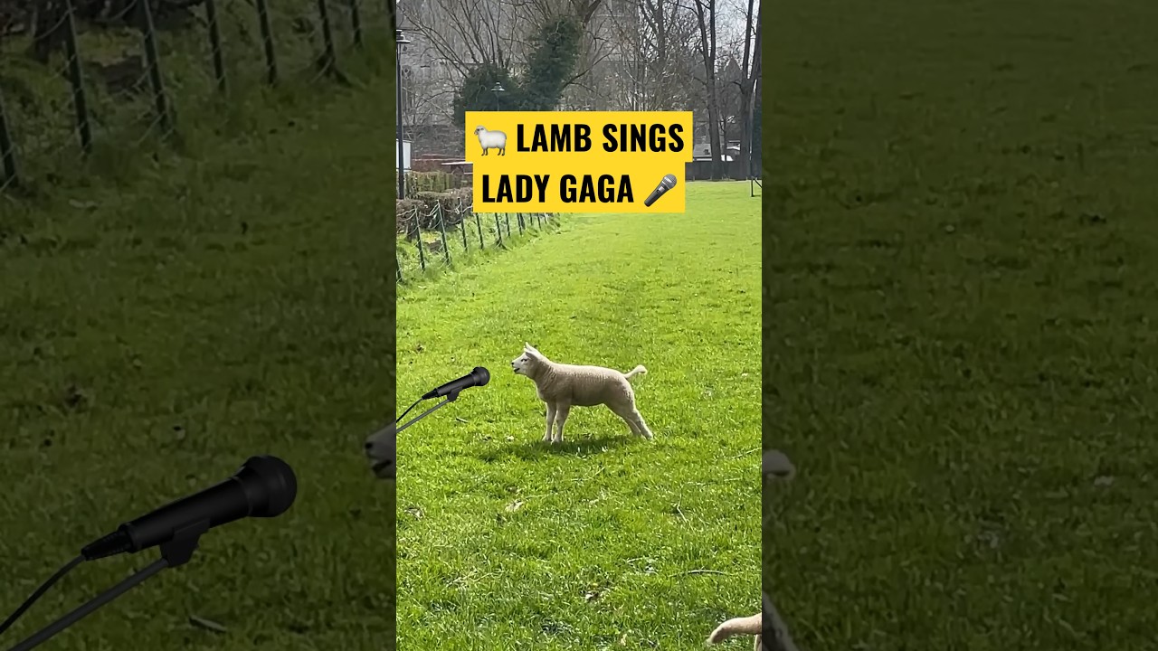Lamb Sings Lady Gaga 🎤 #shorts #ladygaga #sheep - YouTube