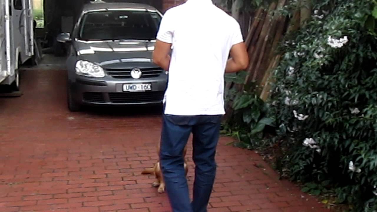 Hunter Kang, dog trainer from KoreaMVI_3501.MOV - YouTube