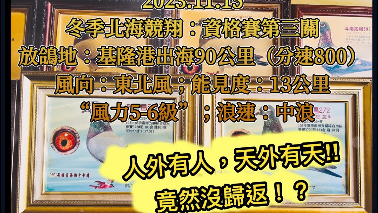 冬季北海競翔：基隆港出海90公里-20231115 Taiwan racing pigeons return home#鴿神使者#賽鴿#北海賽 ...