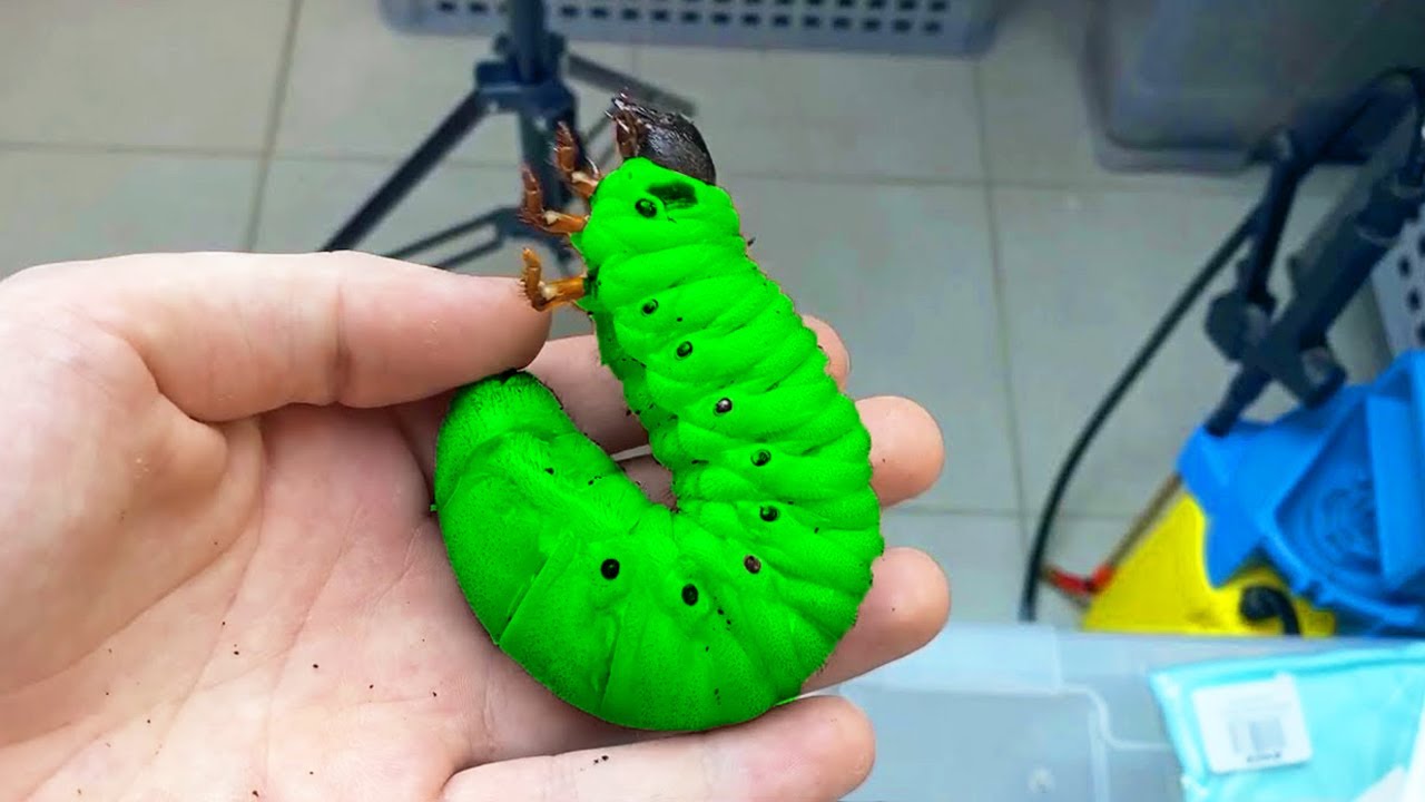 Encontré este BICHO en mi Cama.. - YouTube
