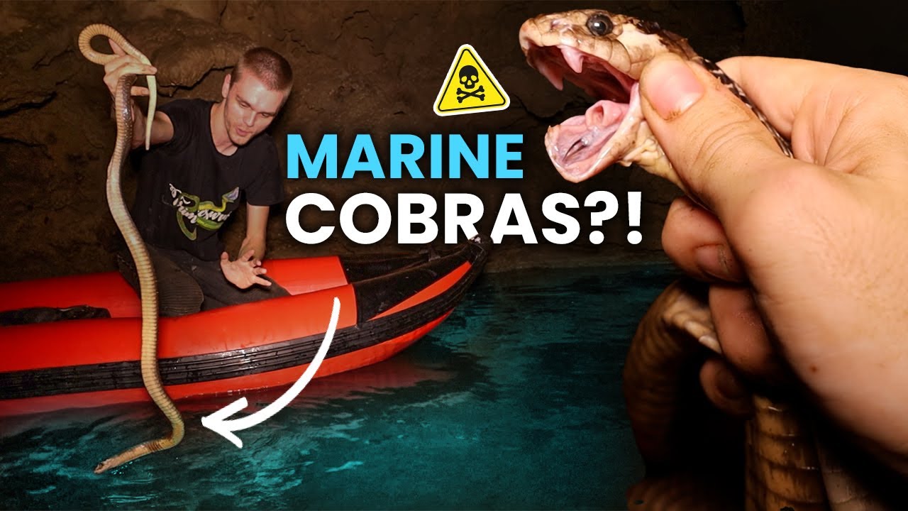 MYSTERIOUS COBRA IN OCEAN CAVE! (and other snakes) - YouTube