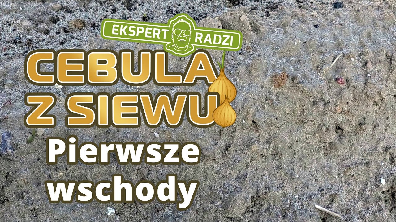 Cebula z siewu wschodzi - Piotr Borczyński - YouTube