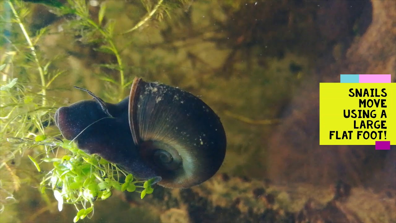 Weaselhead Wetlands - YouTube