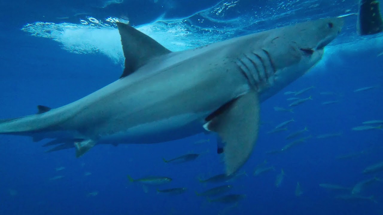 Guadalupe Island - Discovery (Great White Shark Dive Day 1) - YouTube