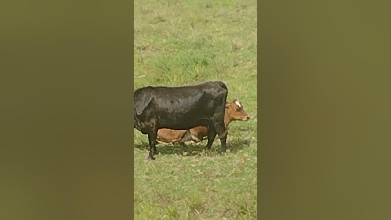 Sabías Q Las Vacas Pueden Tener 1🐕 Ternero Cada Año En Buenas