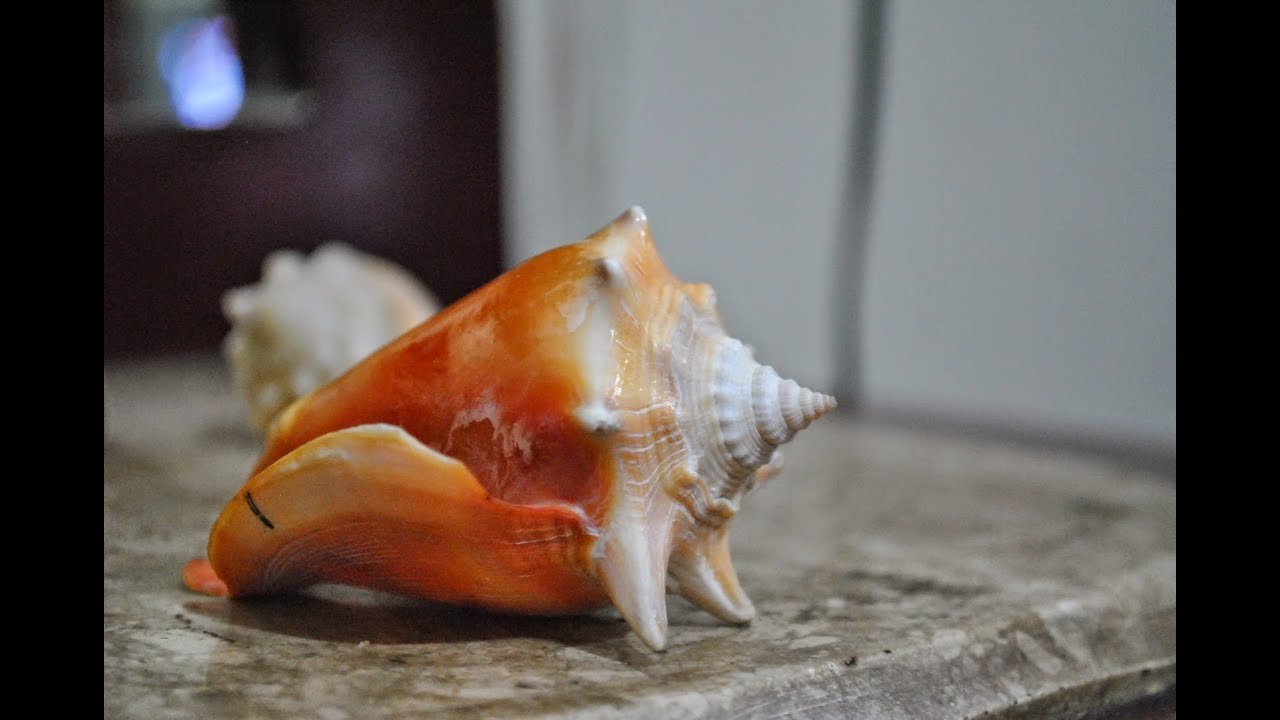 Festa do PeguarÍ e Frutos do Mar, Ilha de Maré 2015 - Parte 3, FULL HD ...