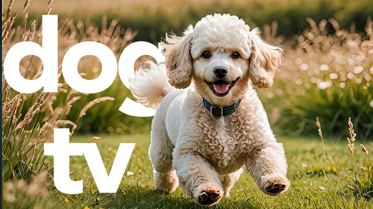 DOG TV - 20 Hour Virtual Walking Video for Dogs to Watch! GoPro Video ...
