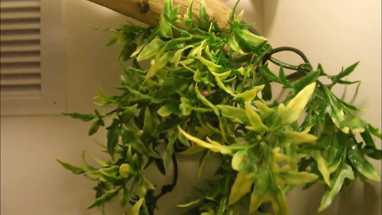 HIGH YELLOW DIAMOND PYTHONS - YouTube