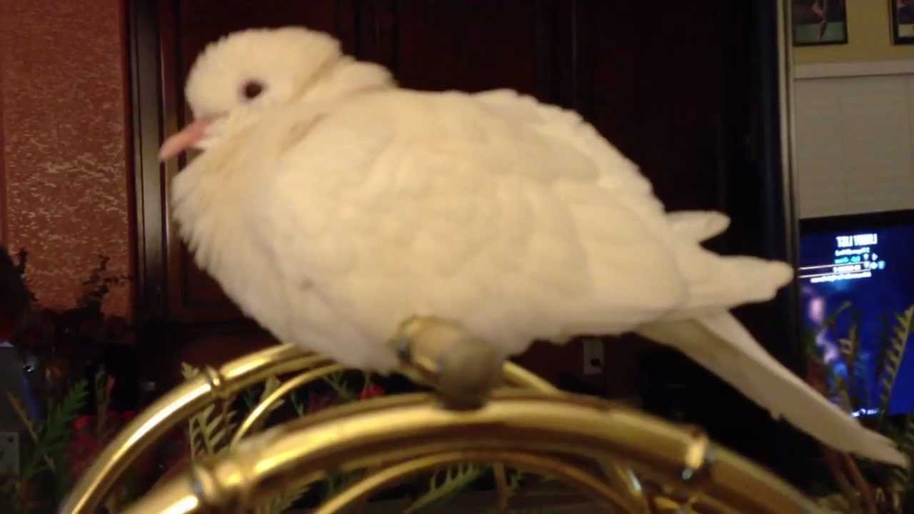 Bird - white Dove Sleeping! - YouTube