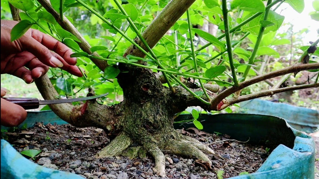 CUTTING SANCANG BOGEL - YouTube
