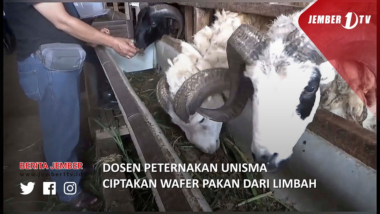 DOSEN PETERNAKAN UNISMA CIPTAKAN WAFER PAKAN DARI LIMBAH - YouTube
