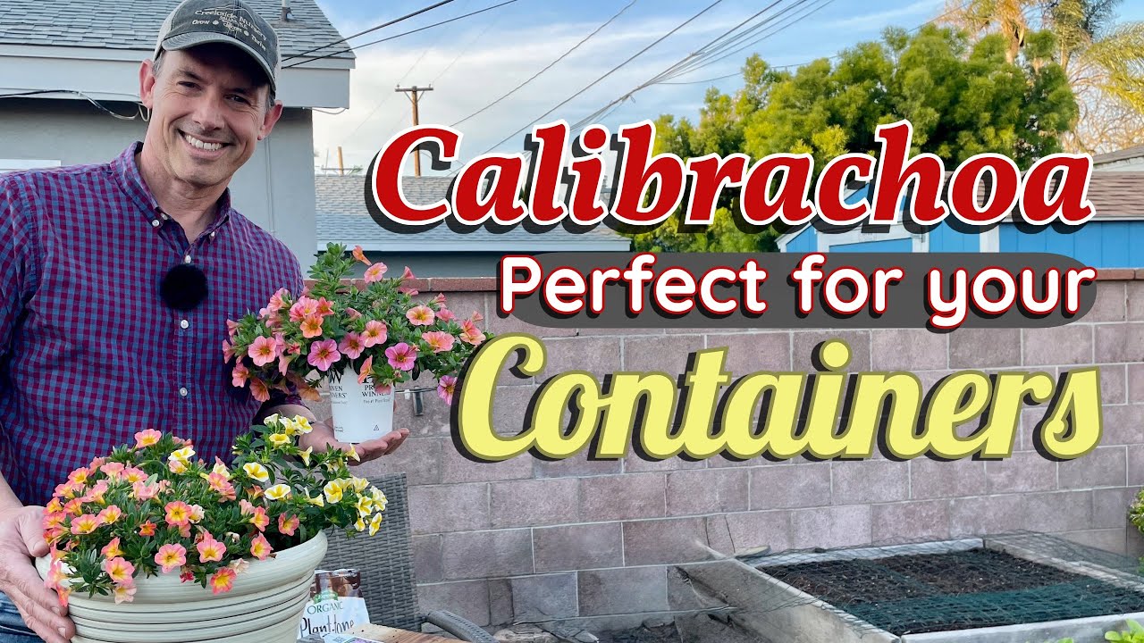 Easy & Beautiful: Calibrachoa for Full/Part Sun Containers | Gardening ...