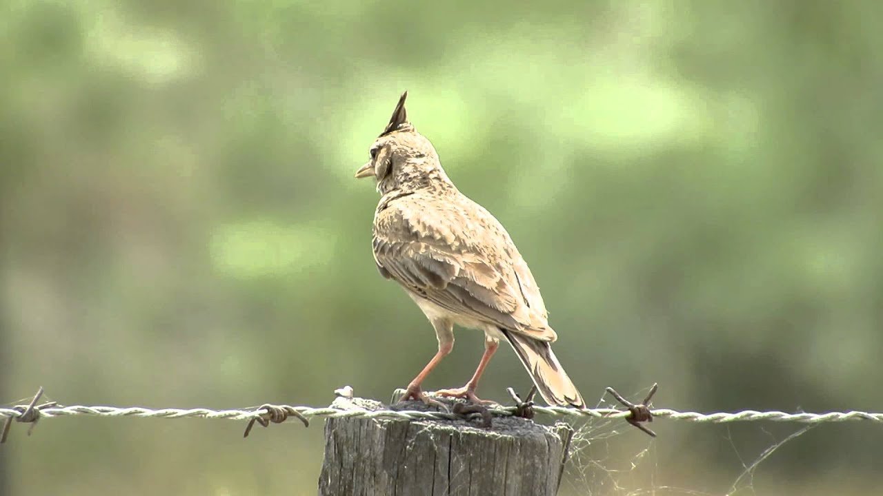 Crested Lark - YouTube