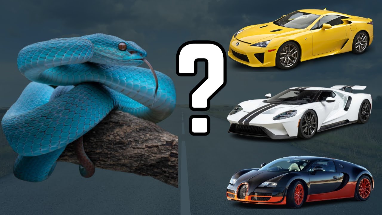 🔥Can You Guess The Car By Animal | Car Quiz Challenge 2023 🔥🚙🏎️ - YouTube