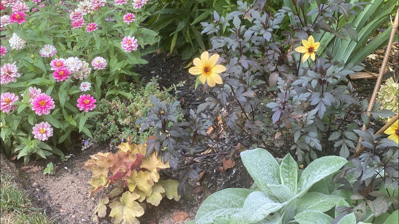 Mid September Garden Tour🌺 - YouTube
