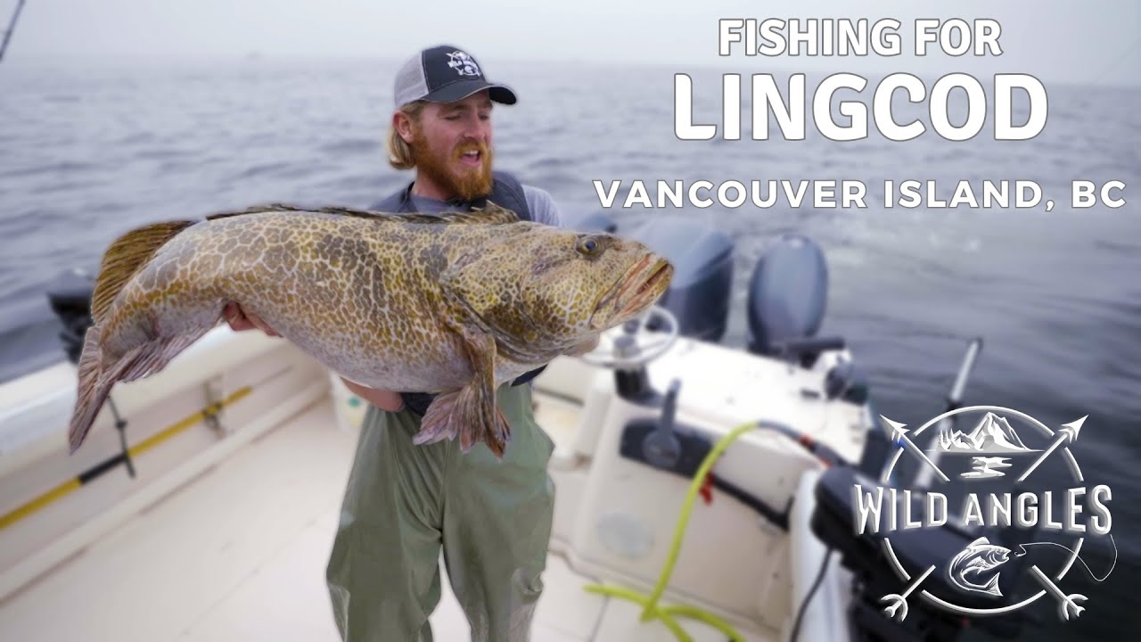 How to Catch Gigantic Fat Lingcod off Vancouver Island - YouTube