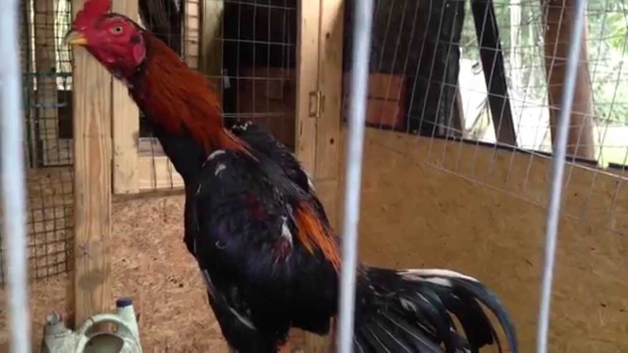 Daj Ntsag - Qaib Thaib - YouTube