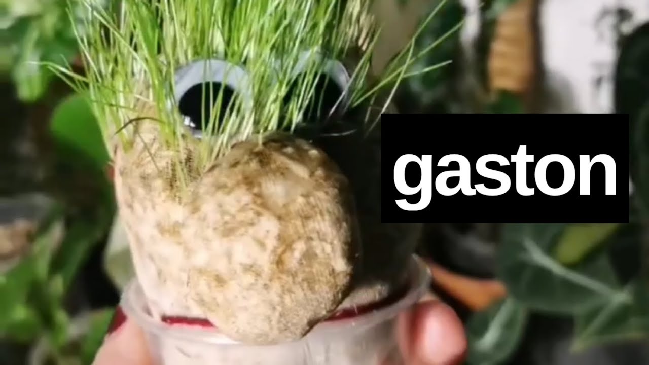ROUTINE DE PLANTS_ADDICT - YouTube