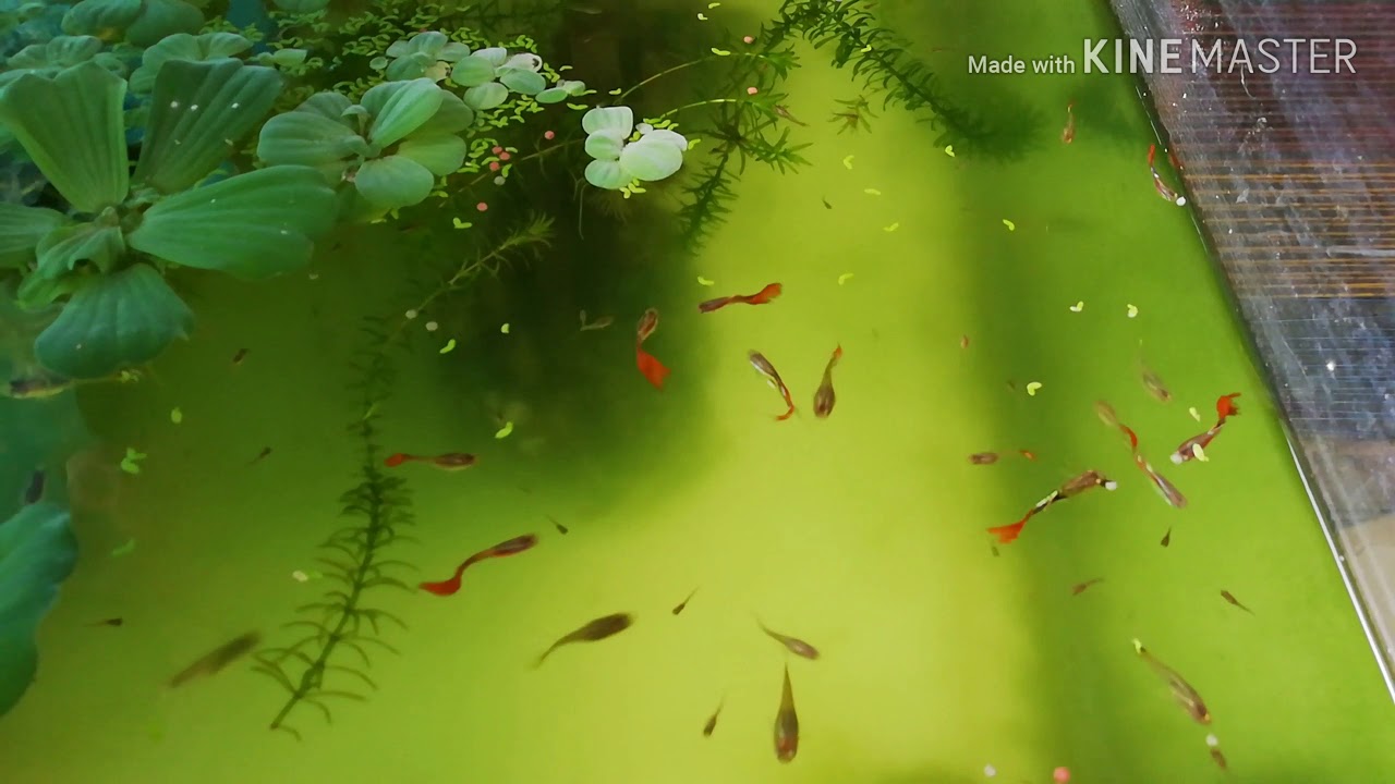 Ikan Gapi Malaysia👍👍 - YouTube