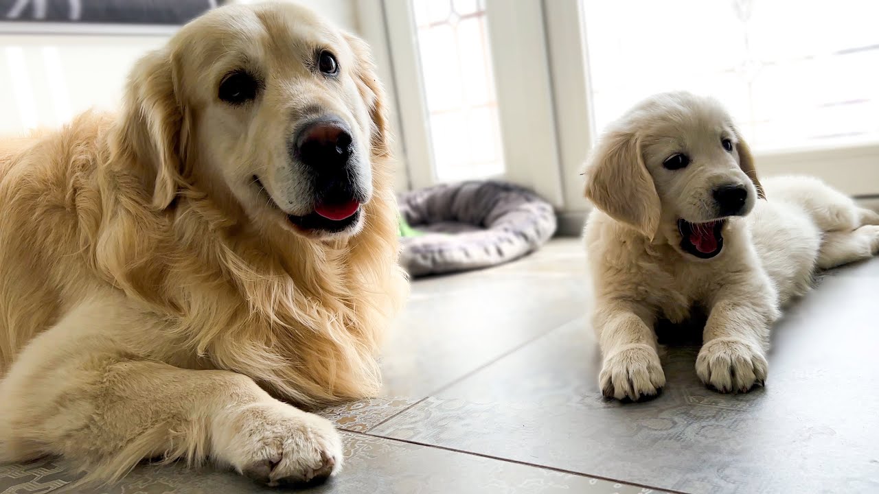 How does a Golden Retriever defend himself from a Puppy Attack - YouTube