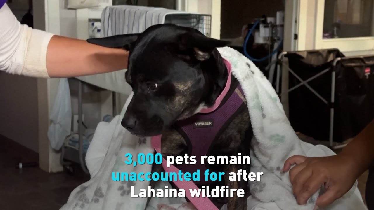 Around 3,000 pets still missing after Lahaina wildfire - YouTube
