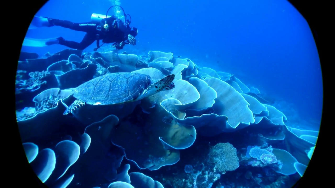 Wakatobi dive compilation - YouTube