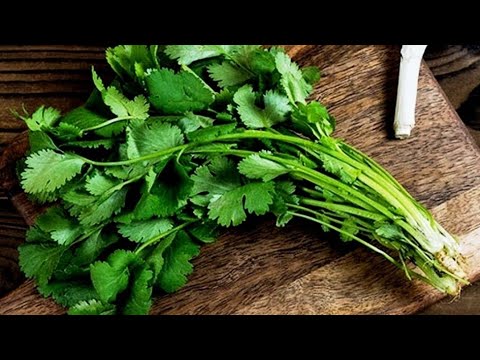 КИНЗА. Полезные свойства. Секреты выращивания. Лучше СОРТА! - YouTube