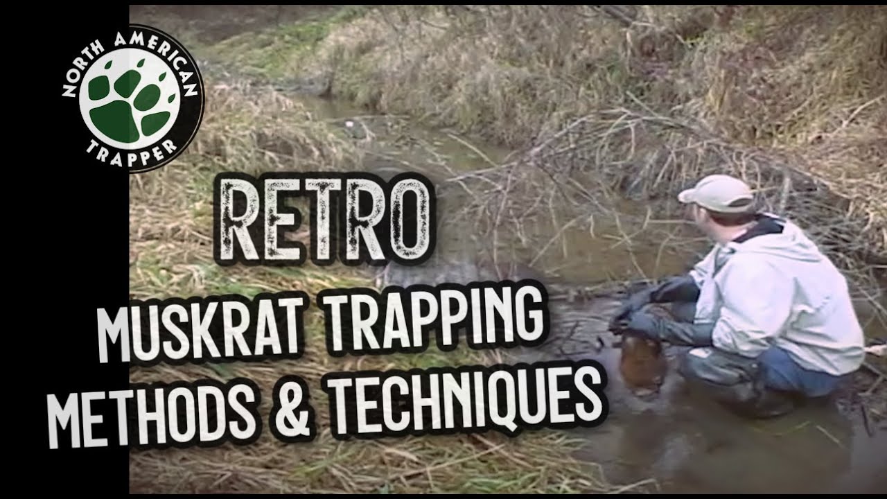 Muskrat Trapping Methods & Techniques *RETRO* - YouTube