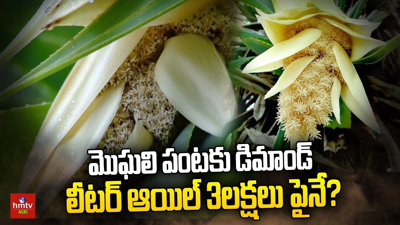 మొఘలి పంటకు డిమాండ్ లీటర్ ఆయిల్ 3లక్షలు పైనే? | Mogali Flower | hmtv ...