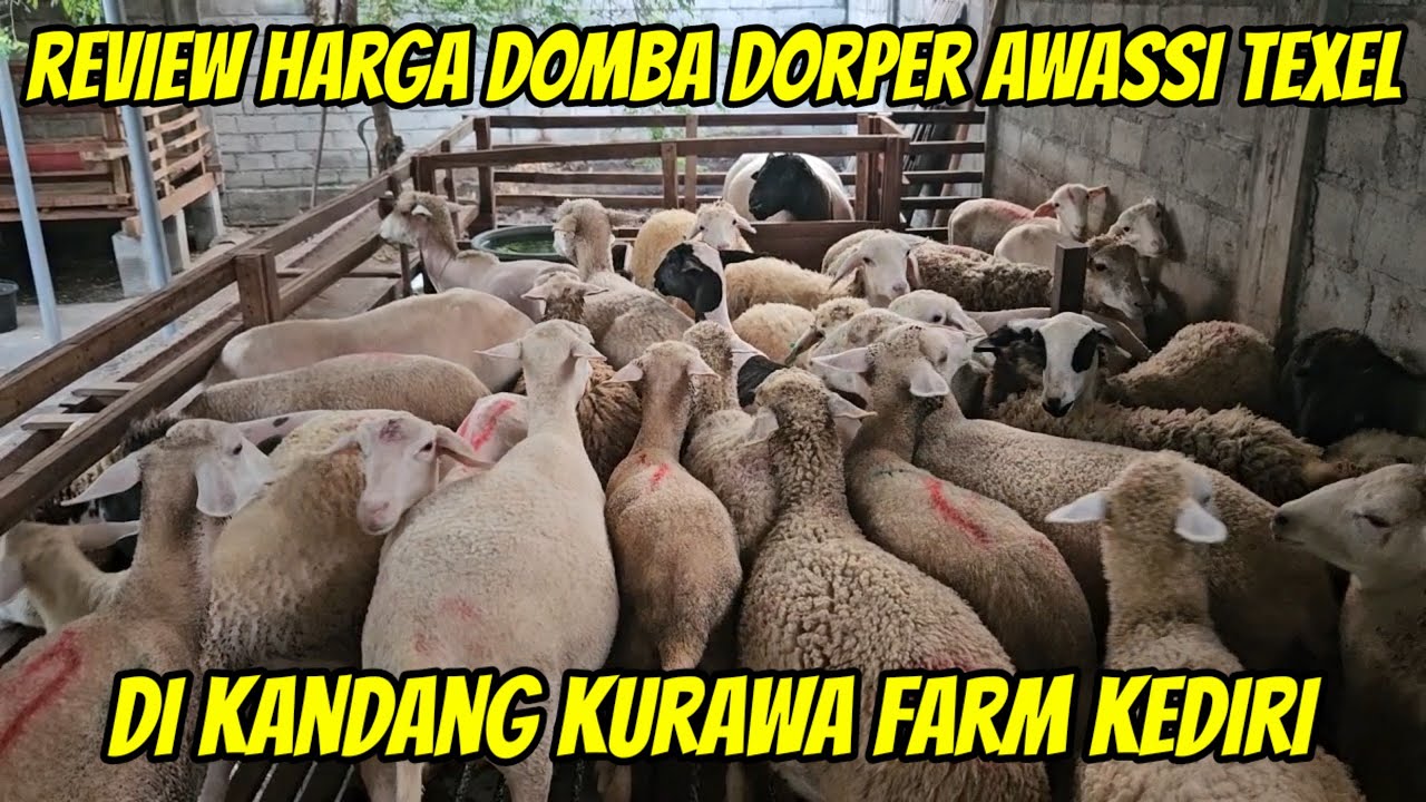 Review lagi Harga Domba Dorper, Awassi, Texel di Kandang Kurawa Farm ...