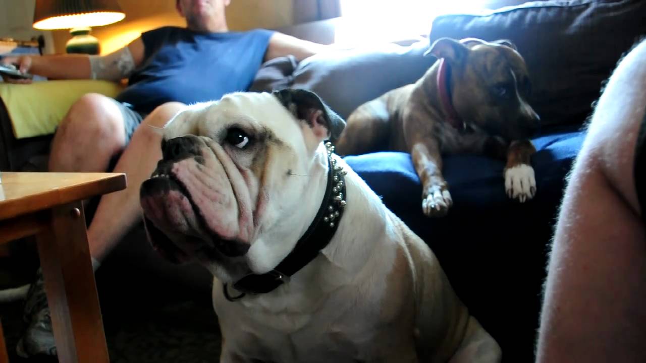 Tito the English Bulldog singing - YouTube