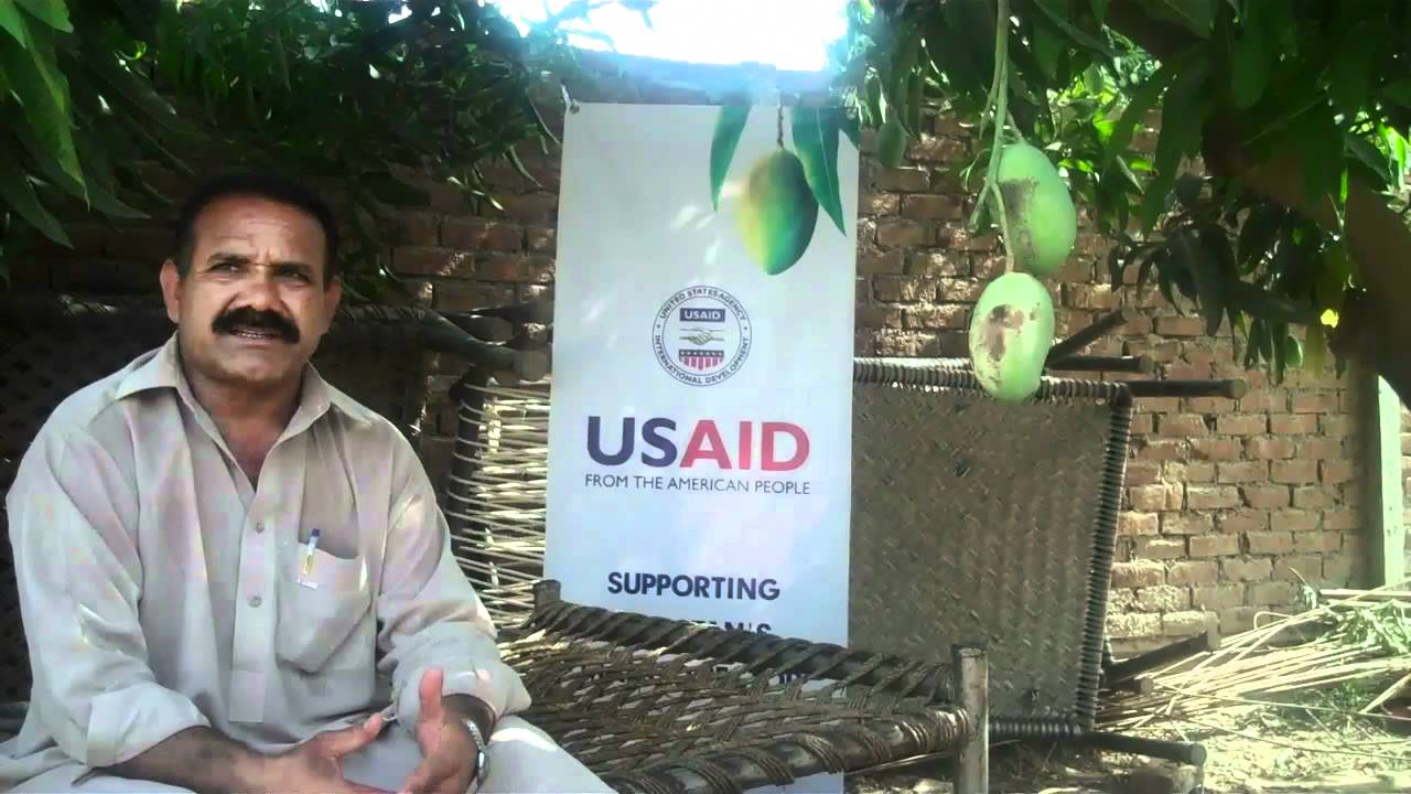 Interview with a Mango Farm Manager from Multan (translation given ...