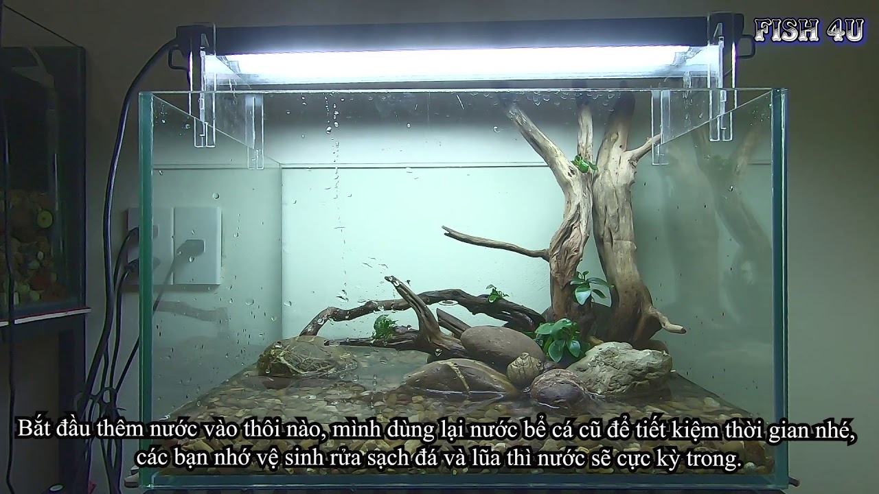 Sử Dụng Lại Lũa, Đá Cuội, Sỏi Suối Của Bế Cũ Set Up Bể Phong Cách ...
