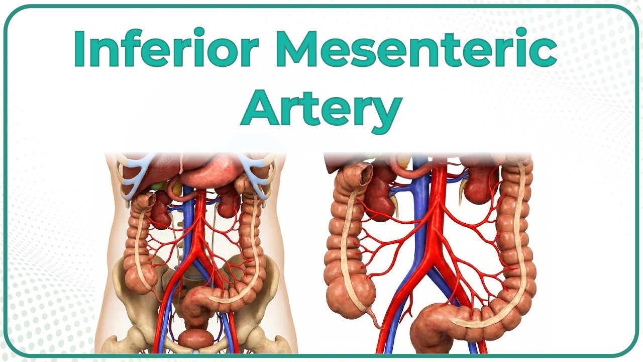 Inferior Mesenteric Artery Anatomy (Animation) /USMLE - YouTube