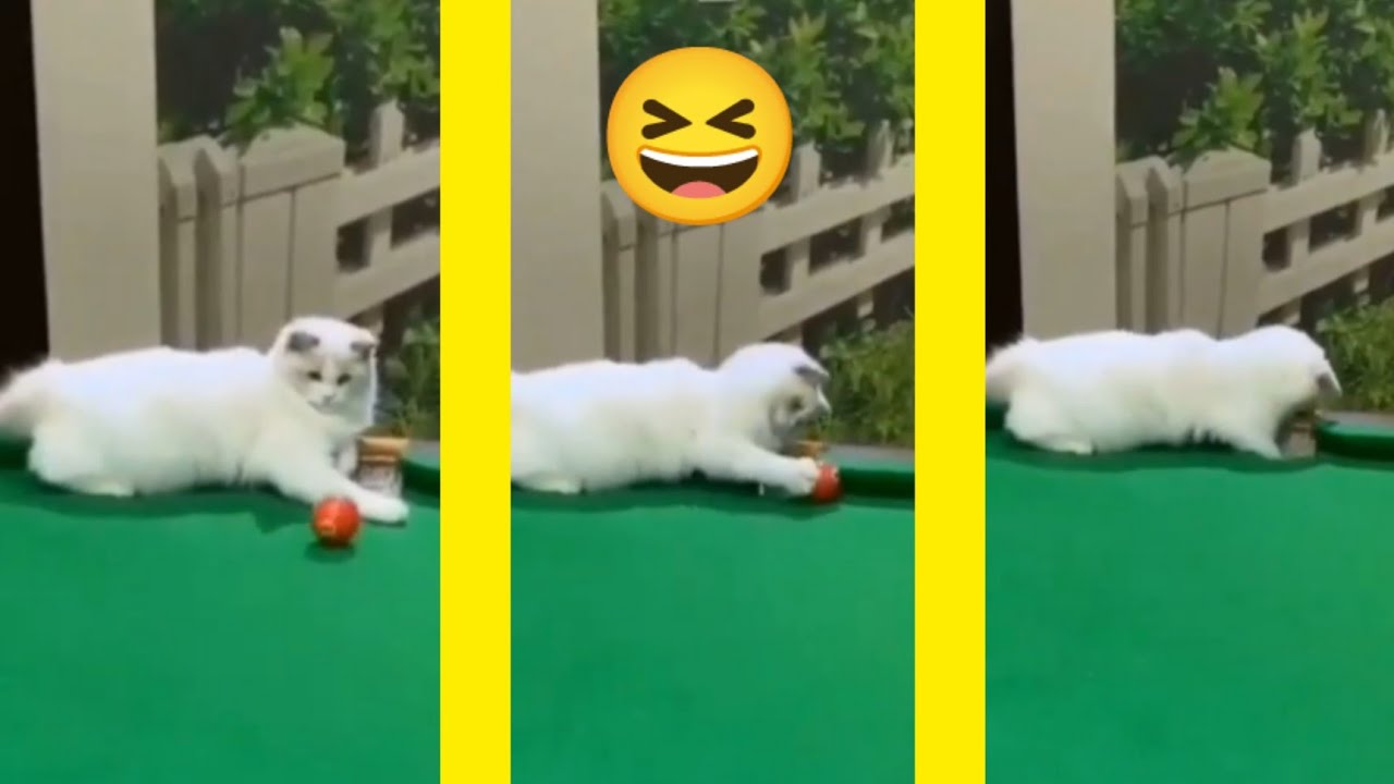 Cute Cats video's compilation 🤣 | Animaly 122 - YouTube