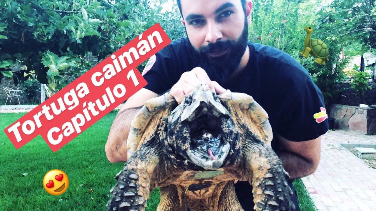 TORTUGA CAIMÁN ( macrochelys Temminkii )capitulo1 CUIDADOS BÁSICOS de ...