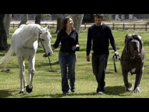 Dunyodagi eng katta it GERKULES - YouTube