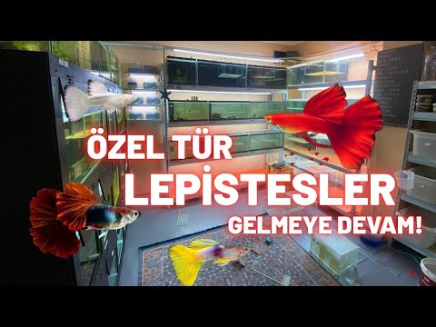 AKVARYUM ODASINA YENi GELEN ÖZEL TÜR LEPiSTESLER VE AKVARYUMLAR YENi SET # 5 AKVARYUM BALIKLARI
