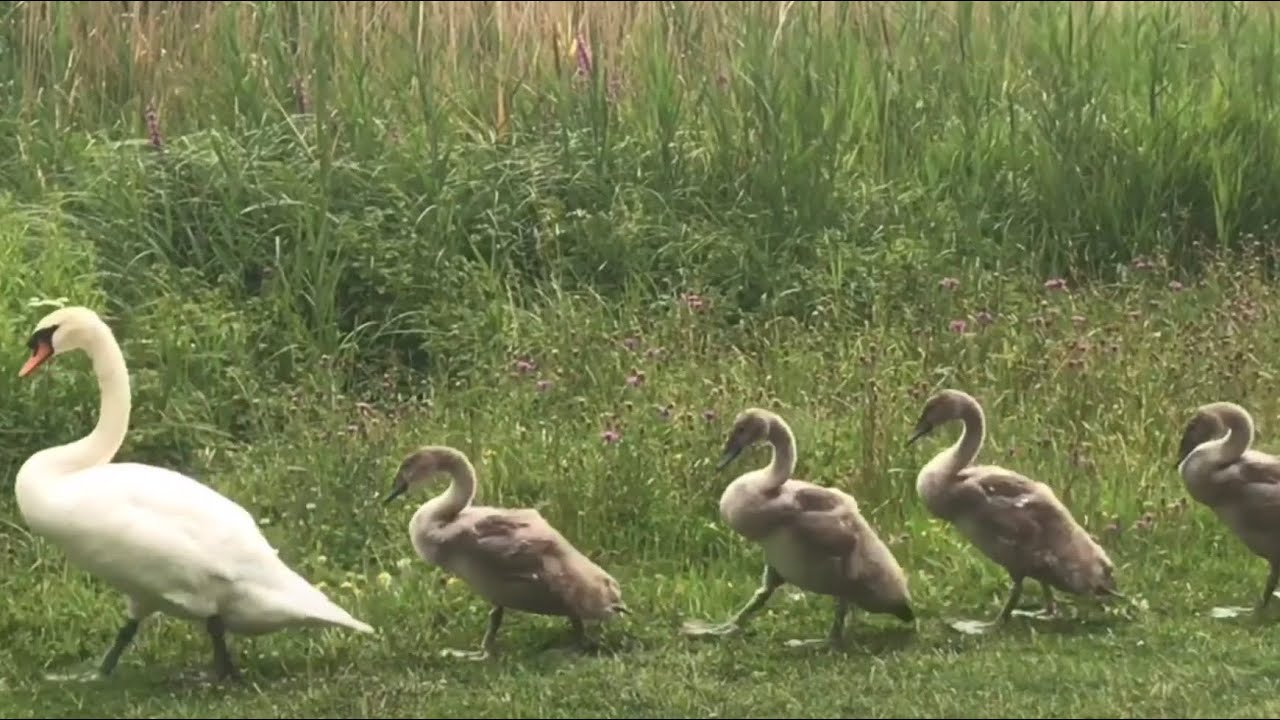 Baby Swans Walking With Their Parents - Swan Family Parade - YouTube